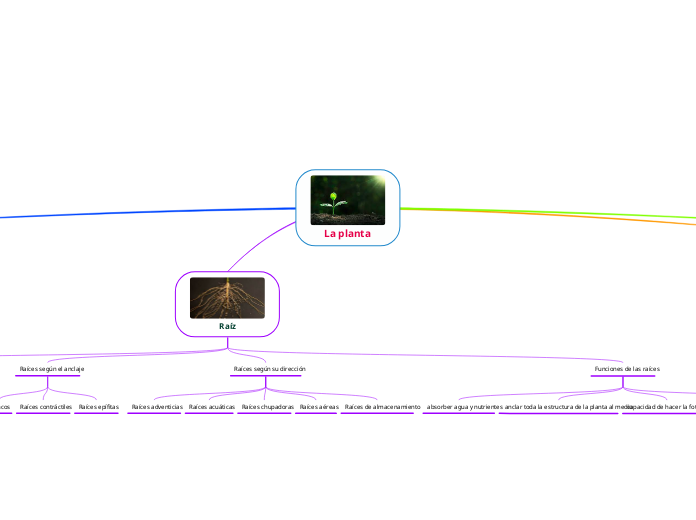La planta - Mind Map